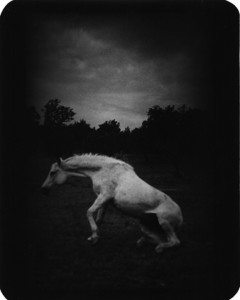 Giacomo Brunelli's Stunning Animal-Focused Street Photography - Feature ...