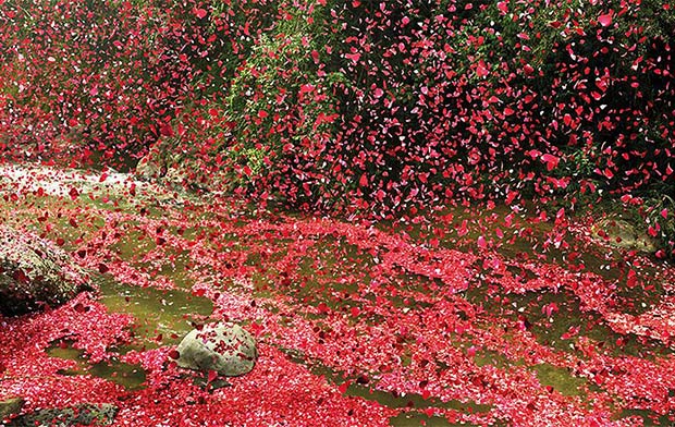 8 Million Flower Petals Shower a Costa Rican Village in a Cascade of ...