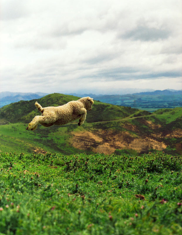 Photo du Jour: Leaping Lamb - Feature Shoot