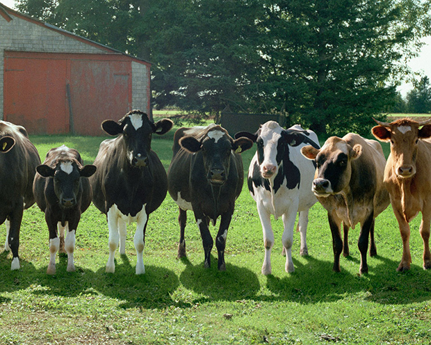 Sweet Family-Style Portraits of Farm Animals - Feature Shoot