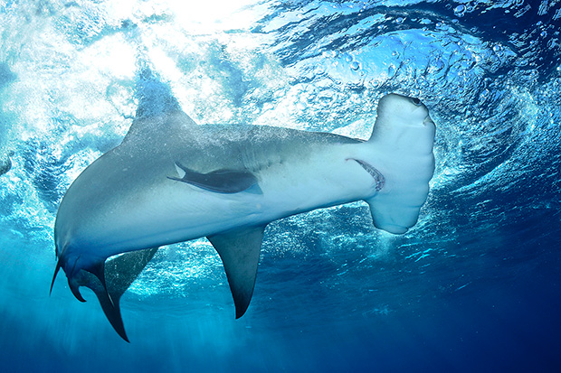 Thought Provoking Photographs Examine Our Complicated Relationship with ...