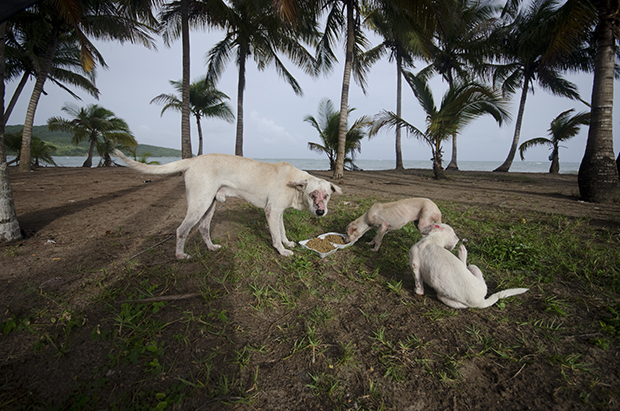 Photos Tell the Sad Story of Stray Dogs Dumped at 'Dead Dog Beach' in ...