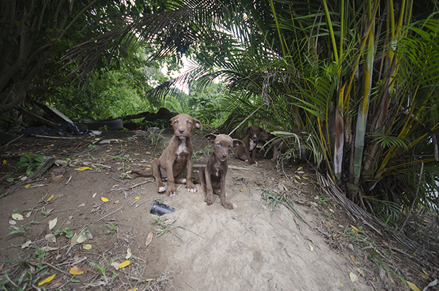 Photos Tell the Sad Story of Stray Dogs Dumped at 'Dead Dog Beach' in ...