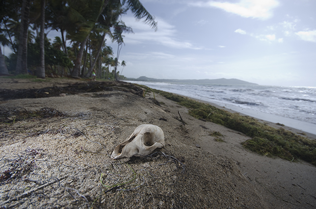 Photos Tell the Sad Story of Stray Dogs Dumped at 'Dead Dog Beach' in ...