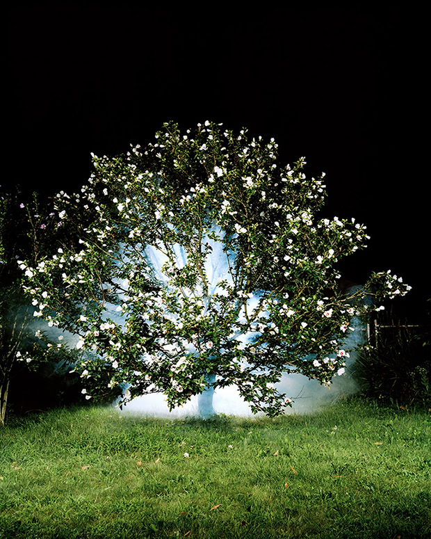 Photo du Jour: A Tree is Illuminated - Feature Shoot