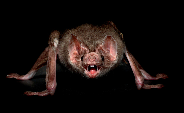 Creatures of the Night: Photos Capture the Wonder of Nocturnal Animals ...