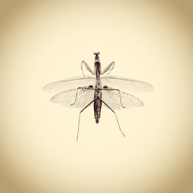 An Up Close and Personal Survey of the Tiny Critters in American ...