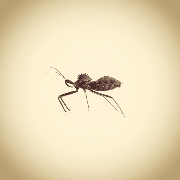 An Up Close and Personal Survey of the Tiny Critters in American ...