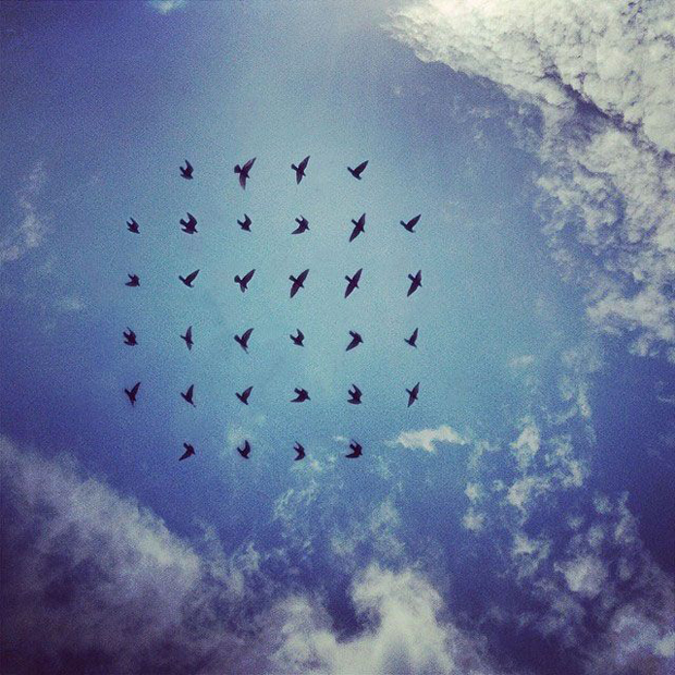 Collages of Birds in Unbelievable Formations - Feature Shoot