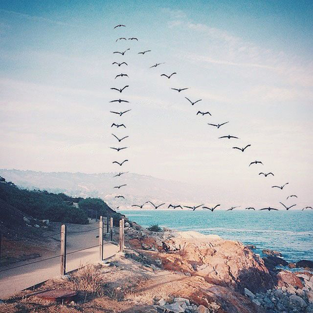Collages of Birds in Unbelievable Formations - Feature Shoot