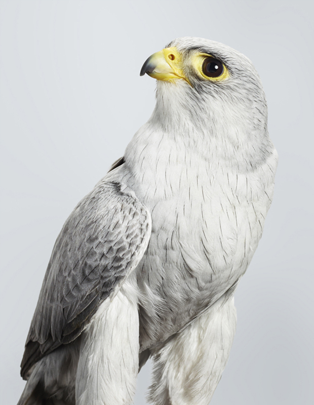 The Wild Birds of Australia - Feature Shoot