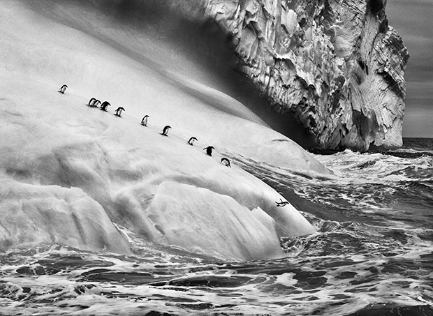 'Genesis' is Photographer Sebastião Salgado's 'Love Letter to the ...