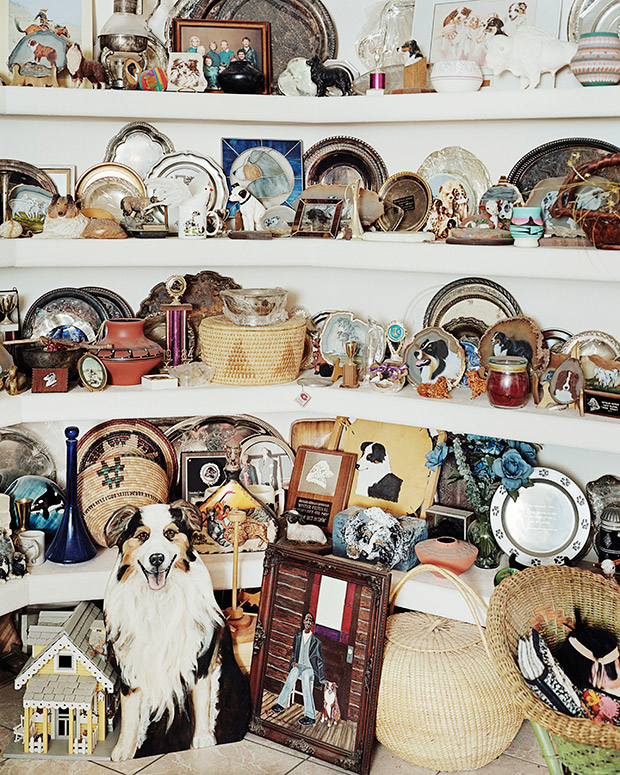 Australian Shepherd Collectables - Feature Shoot