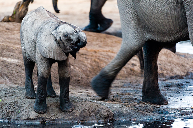 Baby Elephant at Sunset - Feature Shoot