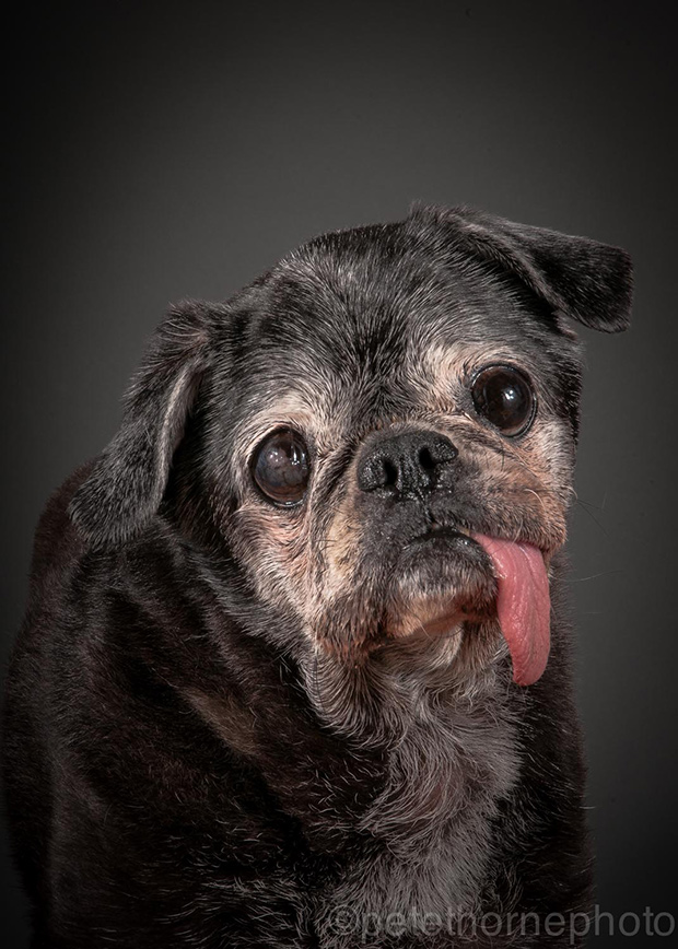 Heartwarming Portraits of Extremely Old Dogs - Feature Shoot