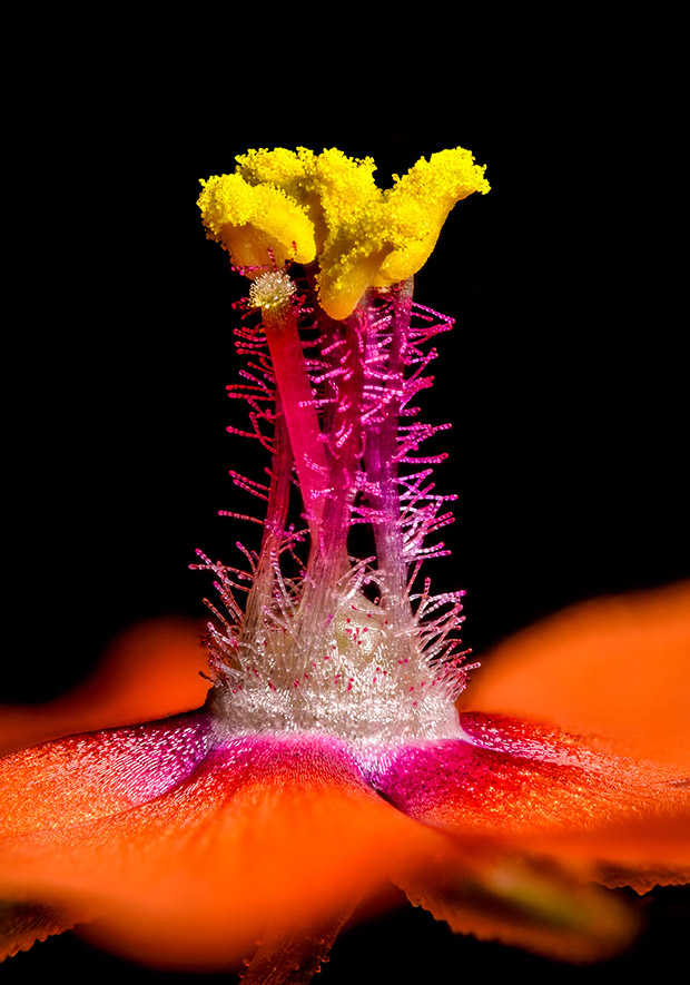 Our 10 Favorite Photos from the 2014 Nikon Small World Competition ...