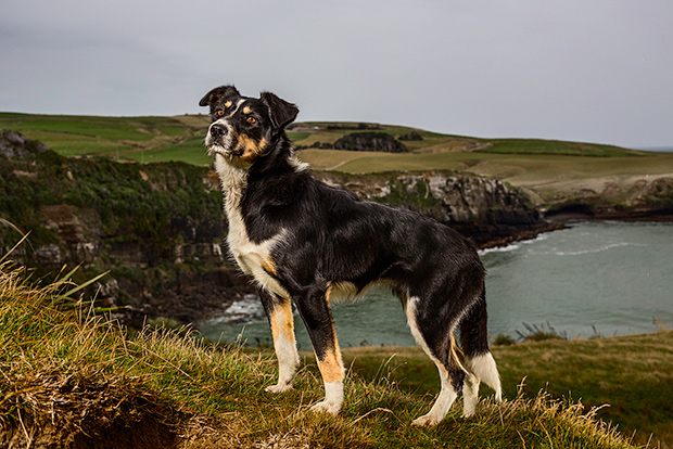 Magical Photos Capture the Lives of Working Dogs in New Zealand ...