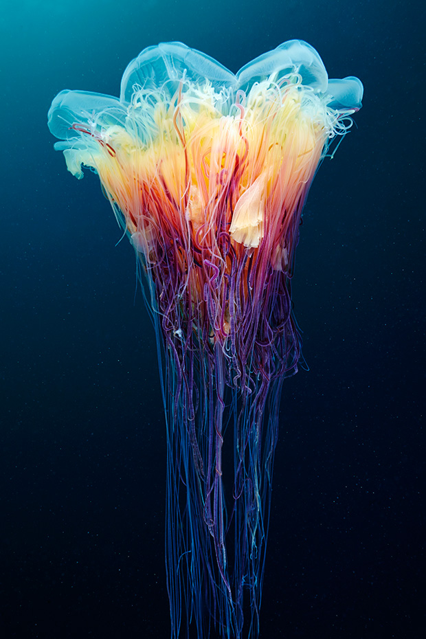 Magical Jellyfish Photographed by Marine Biologist Alexander Semenov ...