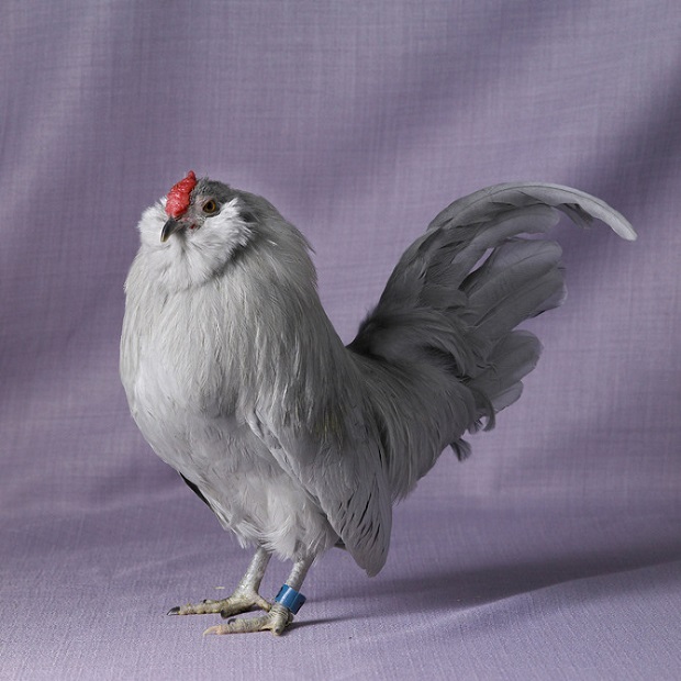 Portraits of 'Pretty Chickens' Highlight the Animal's Elegance ...