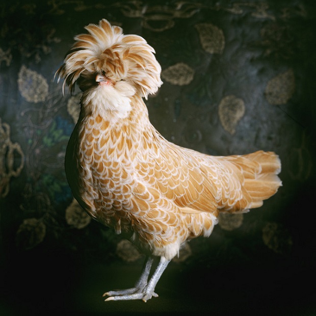 Portraits of 'Pretty Chickens' Highlight the Animal's Elegance ...