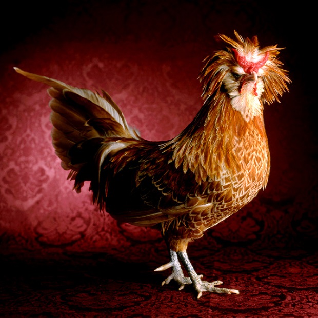 Portraits of 'Pretty Chickens' Highlight the Animal's Elegance ...