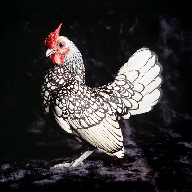 Portraits of 'Pretty Chickens' Highlight the Animal's Elegance ...