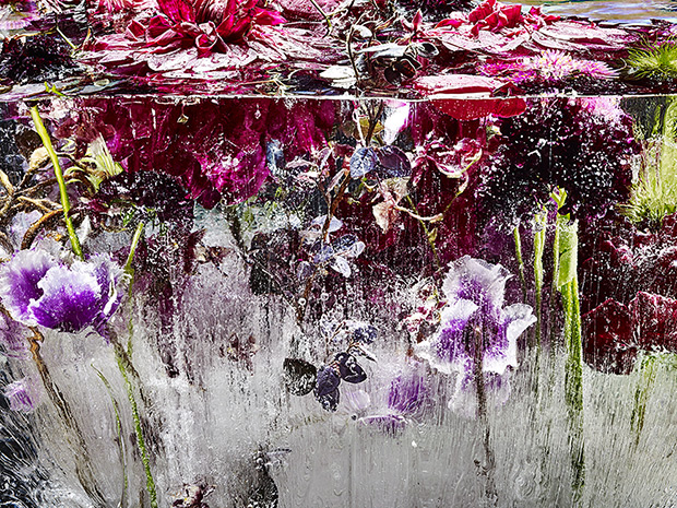 Astonishing Photos of Dying Flowers Trapped in Ice - Feature Shoot