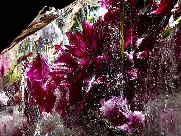 Astonishing Photos of Dying Flowers Trapped in Ice - Feature Shoot