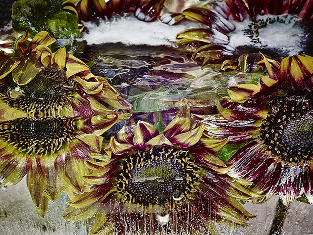 Astonishing Photos of Dying Flowers Trapped in Ice - Feature Shoot