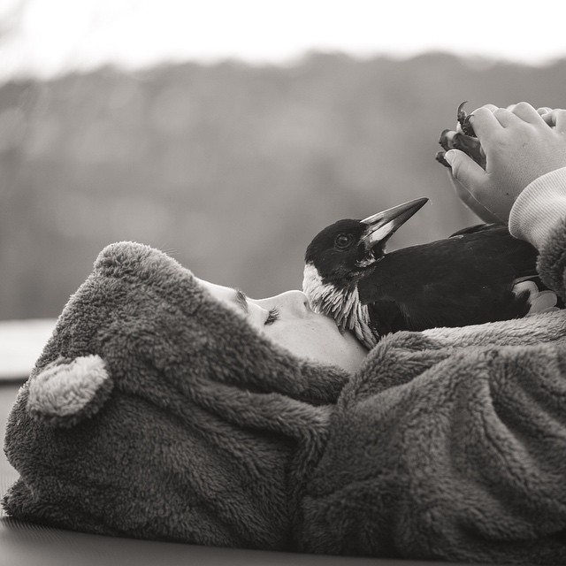 Rescued Magpie Becomes Part of a Photographer's Family - Feature Shoot