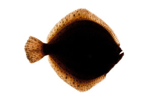 Marc Dimov Photographs Fish in Silhouette to Raise Awareness About the ...