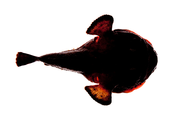 Marc Dimov Photographs Fish in Silhouette to Raise Awareness About the ...