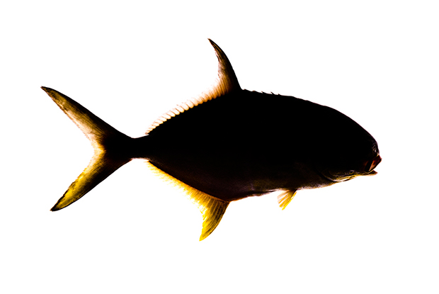 Marc Dimov Photographs Fish in Silhouette to Raise Awareness About the ...