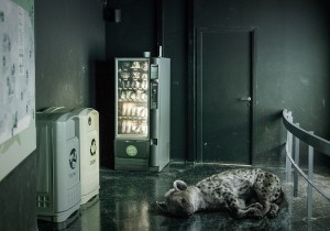 Wild in the City: Unsettling Photos Show Zoo Animals in Urban ...