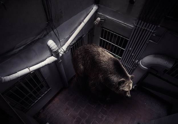 Wild in the City: Unsettling Photos Show Zoo Animals in Urban ...