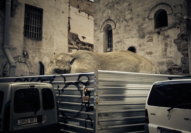 Wild in the City: Unsettling Photos Show Zoo Animals in Urban ...