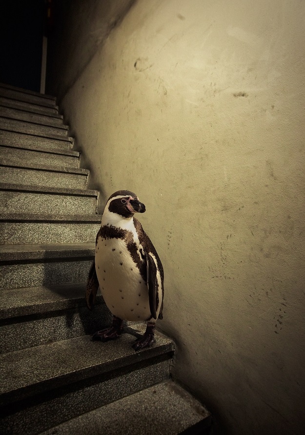 Wild in the City: Unsettling Photos Show Zoo Animals in Urban ...