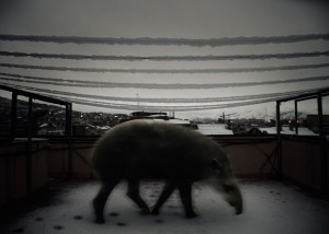 Wild in the City: Unsettling Photos Show Zoo Animals in Urban ...