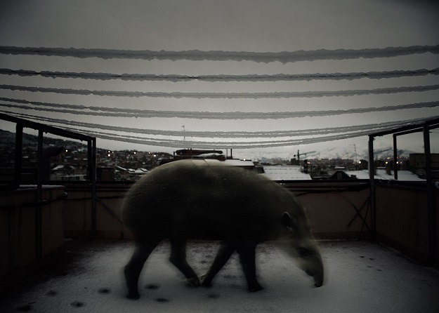 Wild in the City: Unsettling Photos Show Zoo Animals in Urban ...