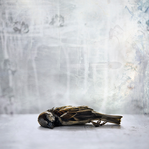 Photographer Beautifully Captures Growth and Decay Through Sheets of ...
