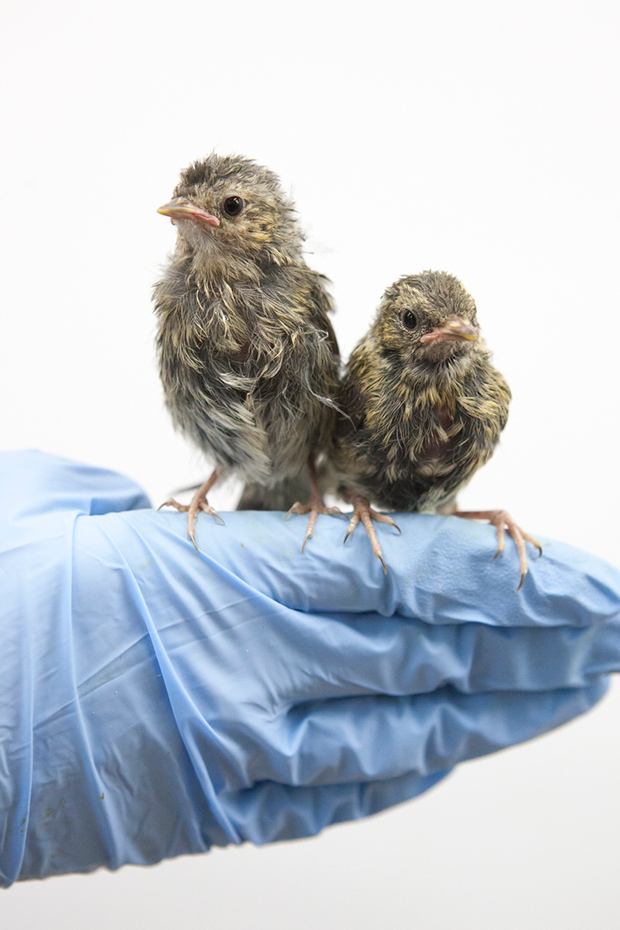Touching Portraits of Injured Birds Photographed at a Wildlife Shelter ...