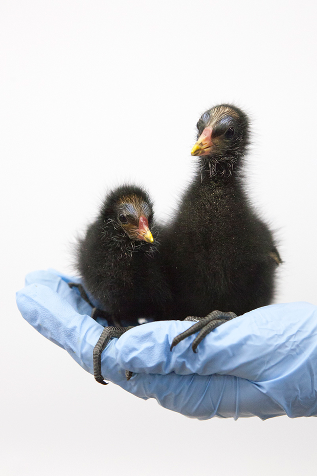 Touching Portraits of Injured Birds Photographed at a Wildlife Shelter ...