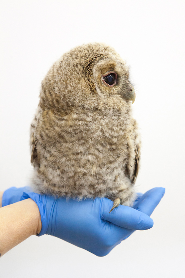 Touching Portraits of Injured Birds Photographed at a Wildlife Shelter ...