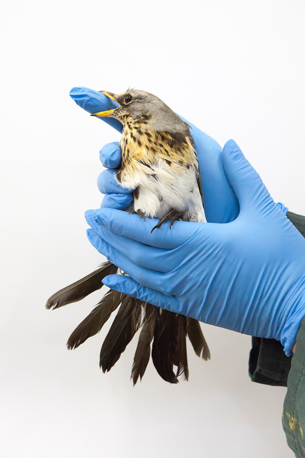 Touching Portraits of Injured Birds Photographed at a Wildlife Shelter ...