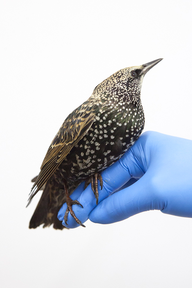 Touching Portraits of Injured Birds Photographed at a Wildlife Shelter ...