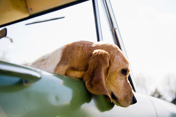 15 Irresistible Photos of Dogs in Cars - Feature Shoot