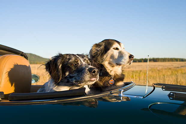 15 Irresistible Photos of Dogs in Cars - Feature Shoot