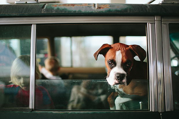 15 Irresistible Photos of Dogs in Cars - Feature Shoot