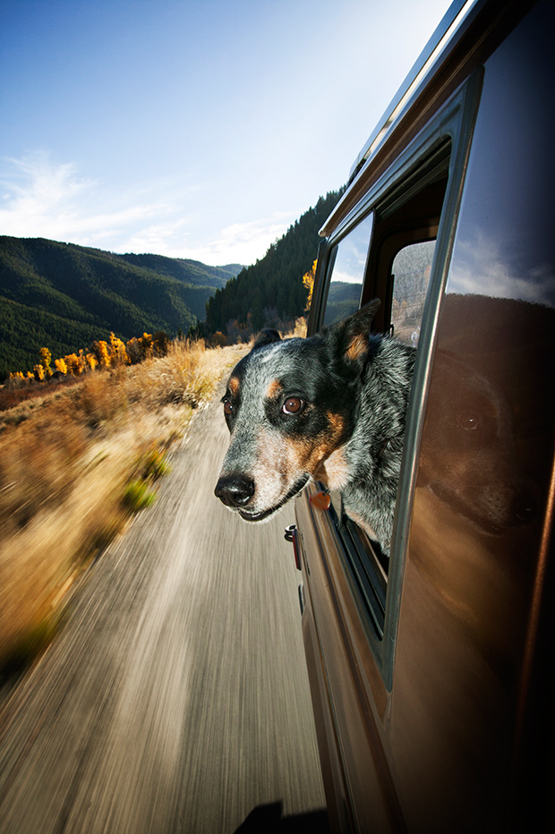 15 Irresistible Photos of Dogs in Cars - Feature Shoot