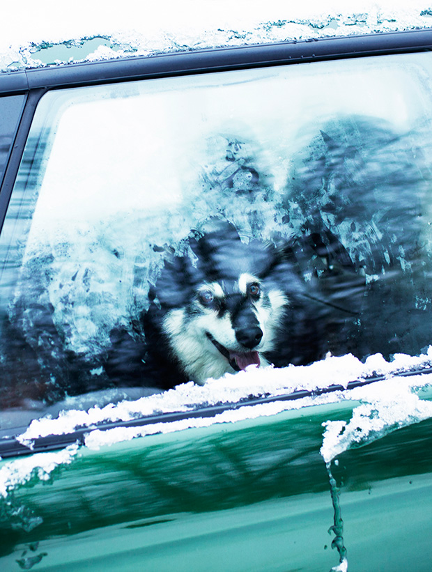 15 Irresistible Photos of Dogs in Cars - Feature Shoot
